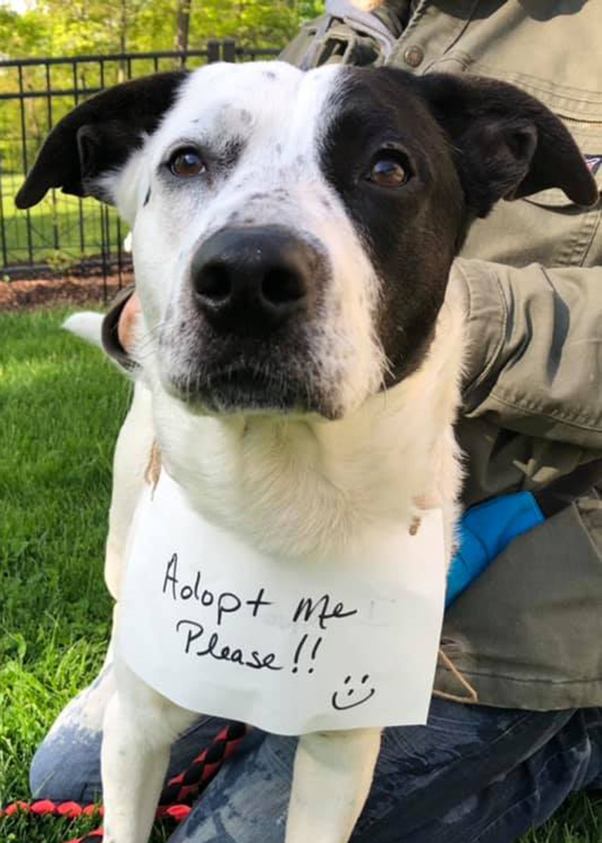 Pet Spotlight: Colby – Taps Animal Shelter