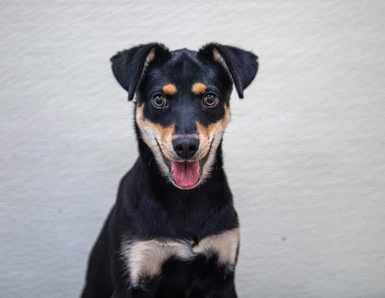 What to Expect During and After Adopting from TAPS – Taps Animal Shelter