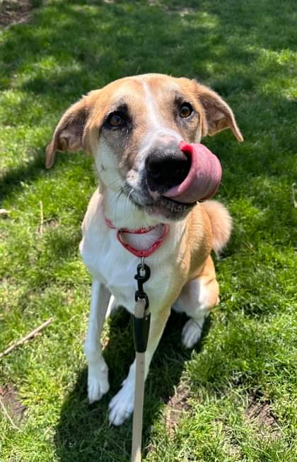 What to Expect During and After Adopting from TAPS – Taps Animal Shelter