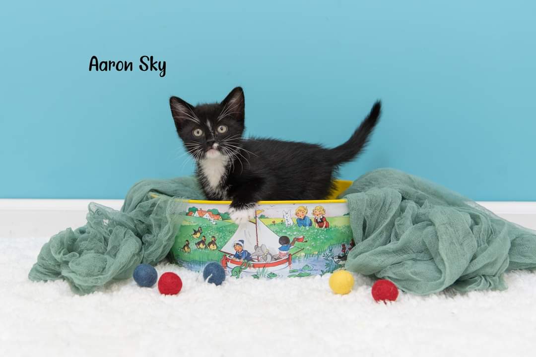 What to Expect During and After Adopting from TAPS – Taps Animal Shelter